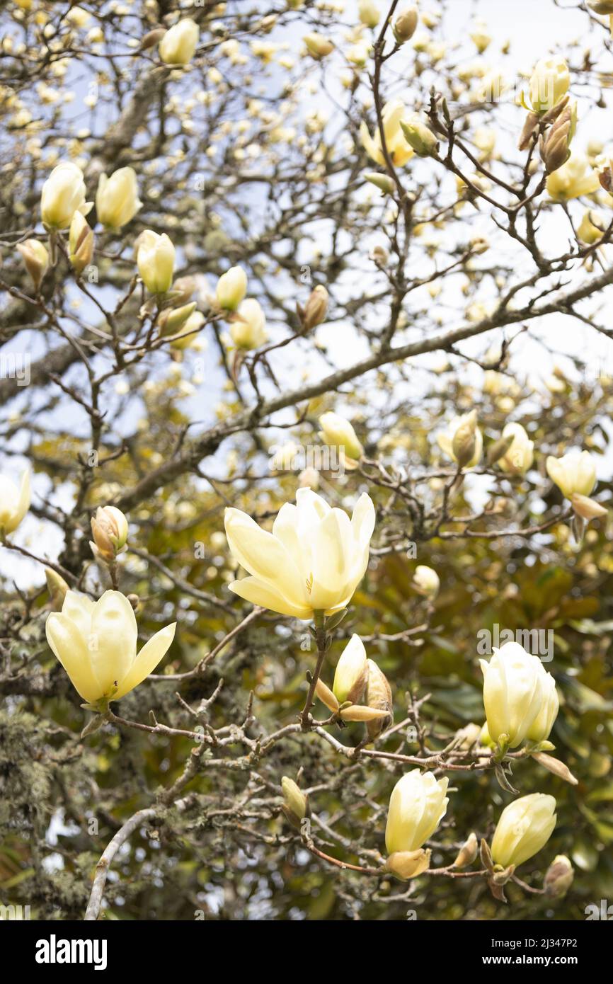 Yellow flowering magnolia 'Elizabeth' tree Stock Photo - Alamy