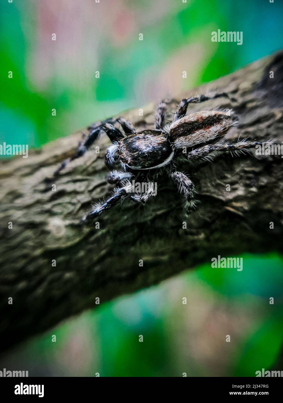 A macro shot of a small black Lycosa spider on a tree branch Stock ...