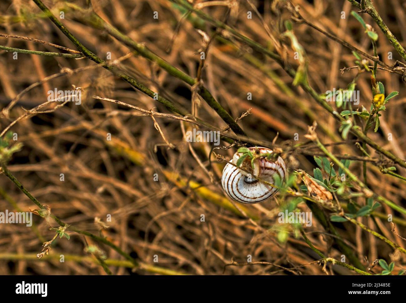Snail on a dry plant. A small spiral snail shell on a dried plant stem ...