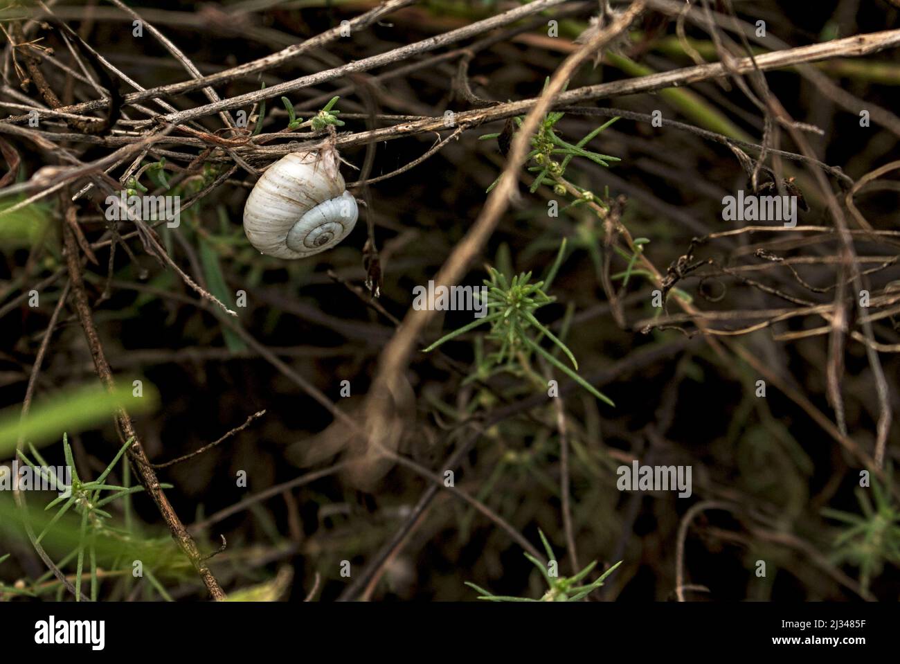 Snail on a dry plant. A small spiral snail shell on a dried plant stem ...