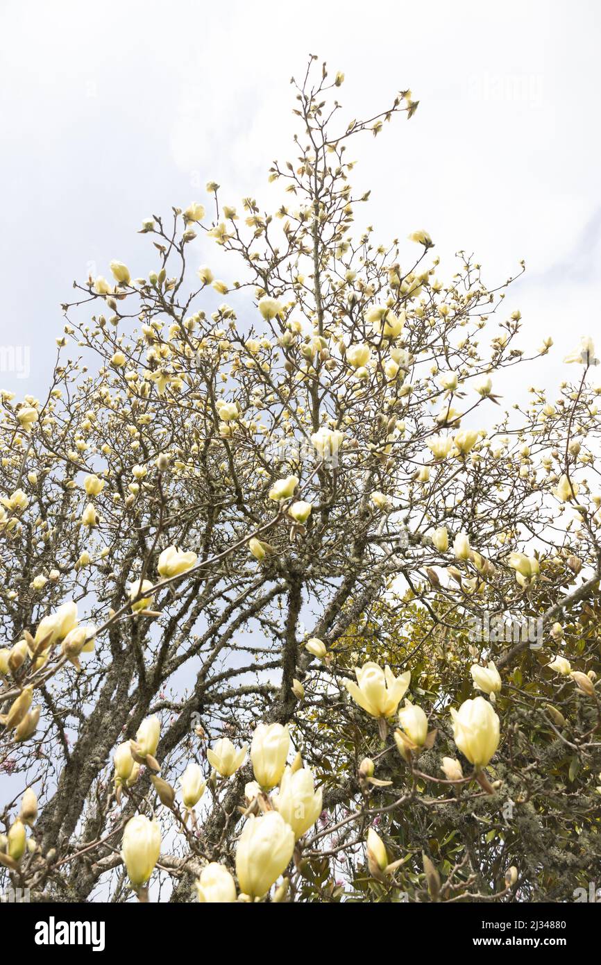 Yellow flowering magnolia 'Elizabeth' tree Stock Photo - Alamy