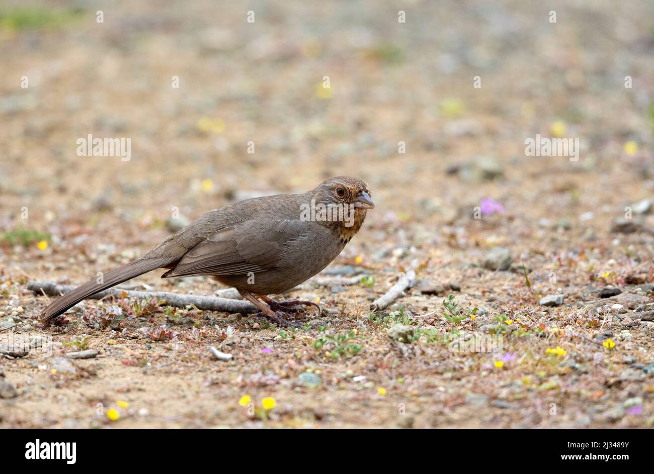 California towhee on the ground hi-res stock photography and images - Alamy