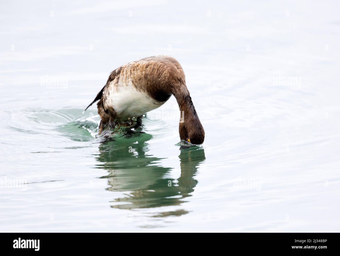 Lesser Scaup Female Diving Hi Key Stock Photo - Alamy