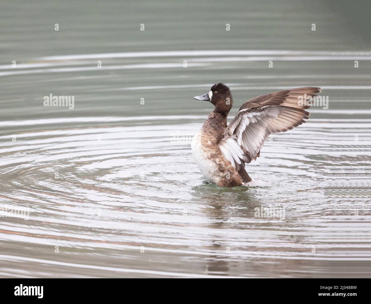 Lesser Scaup Female Flapping Wings Stock Photo - Alamy