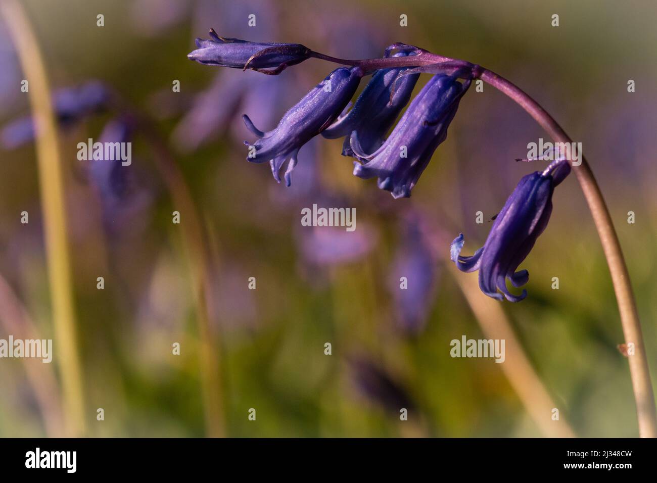Bluebells (Hyacinthoides non scripta) growing in the ancient woodland ...
