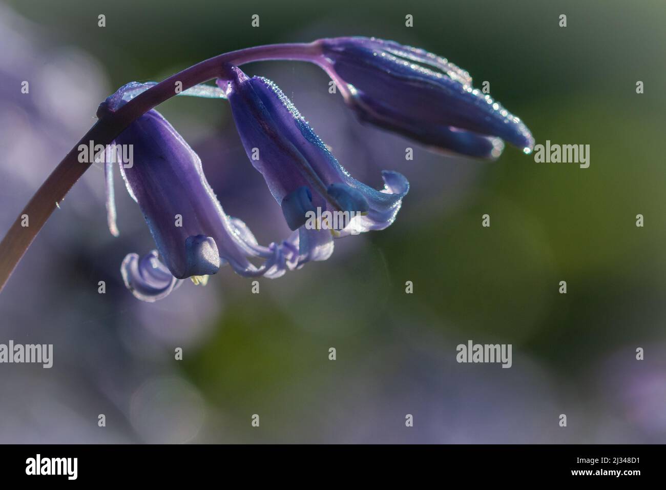 Drooping bells hi-res stock photography and images - Alamy