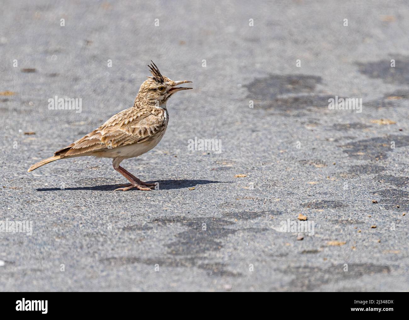 Crested Lark on a road in search of food Stock Photo - Alamy