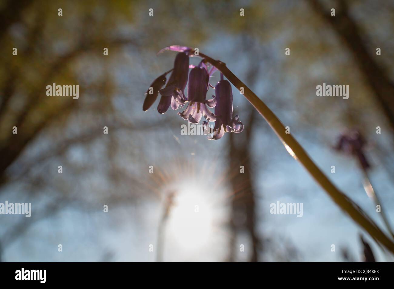 A bluebell flower (Hyacinthoides non-scripta) grows in the woodland as ...