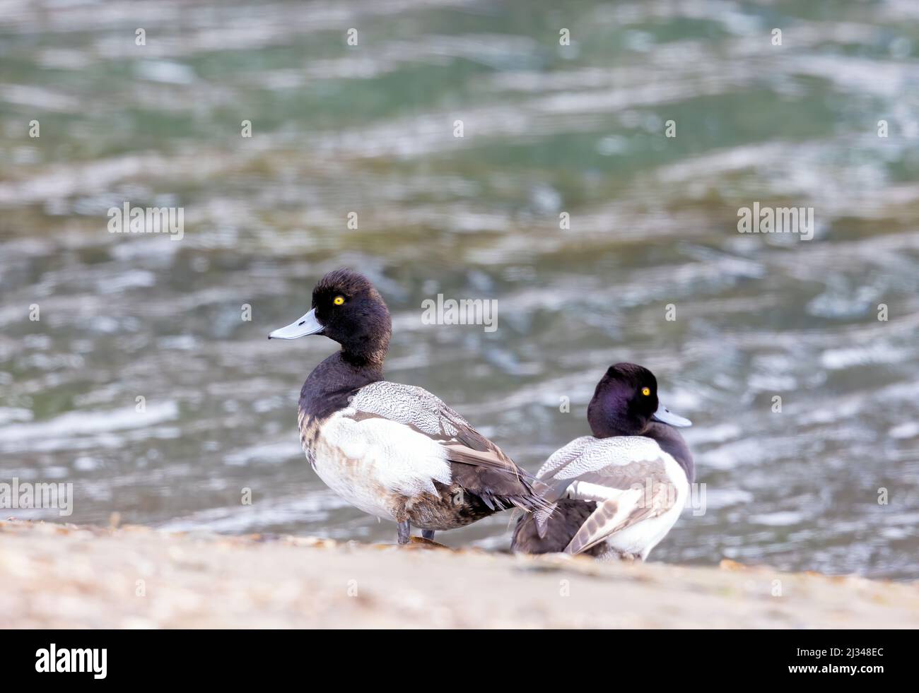 Two lesser scaup males hi-res stock photography and images - Alamy