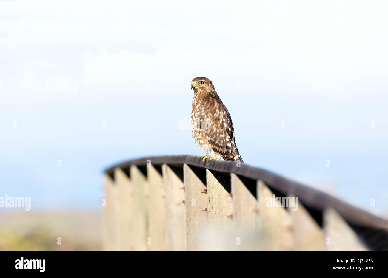 Red shouldered hawk fence hi-res stock photography and images - Alamy