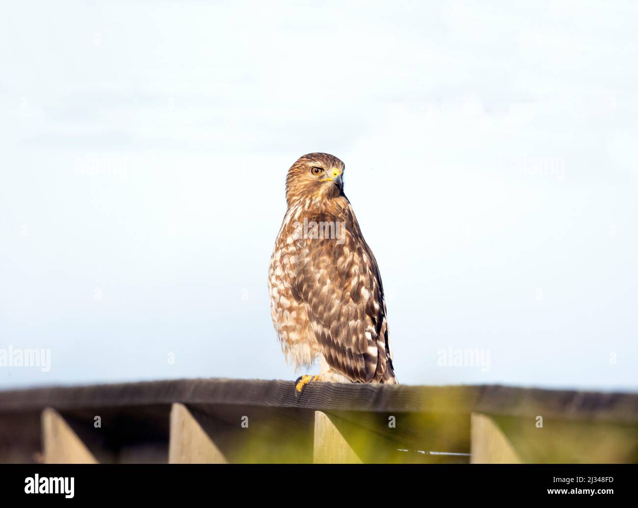 Red shouldered hawk fence hi-res stock photography and images - Alamy