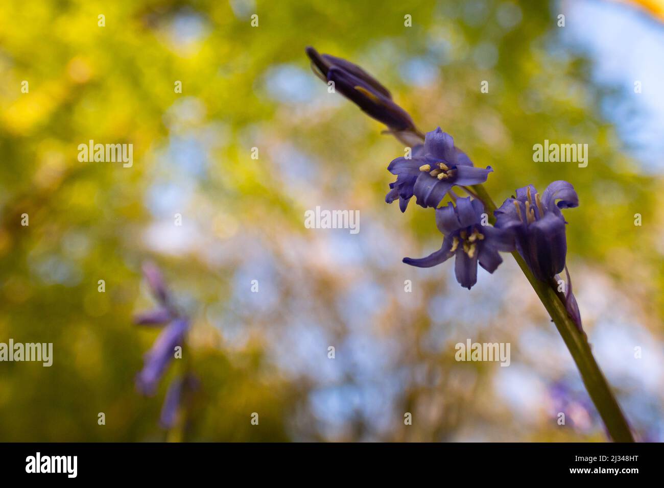 Looking at the underside of a bluebell flower (Hyacinthoides non ...