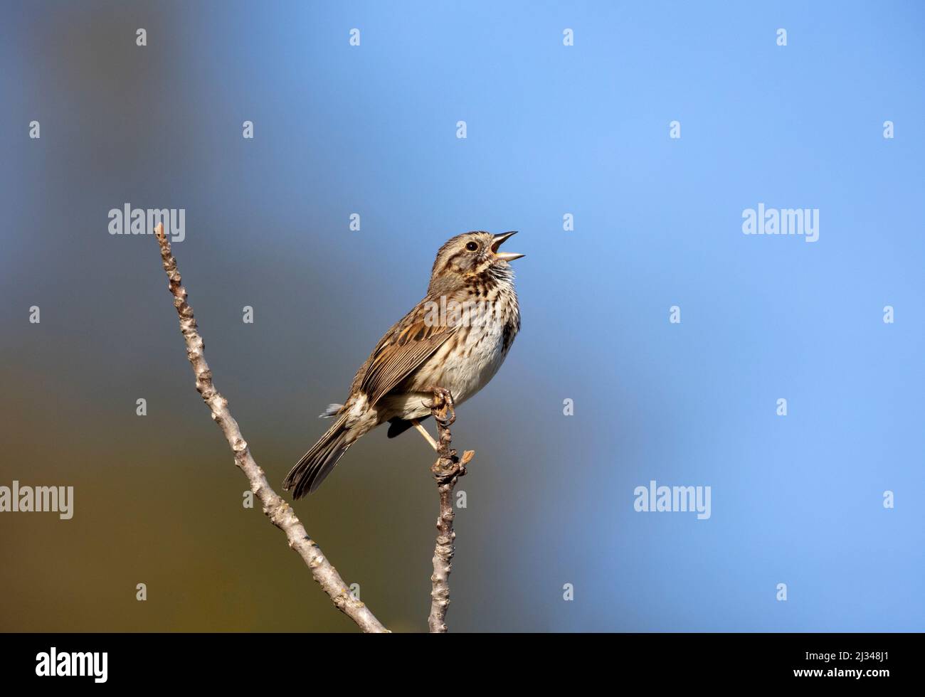 Song sparrow singing hi-res stock photography and images - Alamy