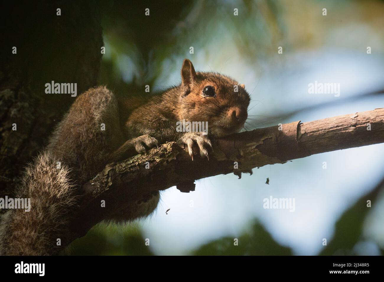 Grey squirrel tree hi-res stock photography and images - Alamy