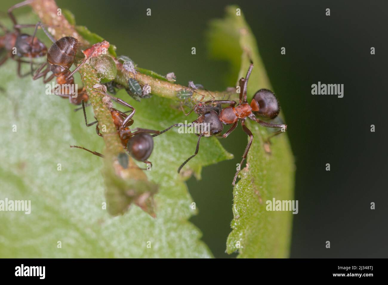 The colony of wood ants (Formica sp) farms the green aphids in the ...