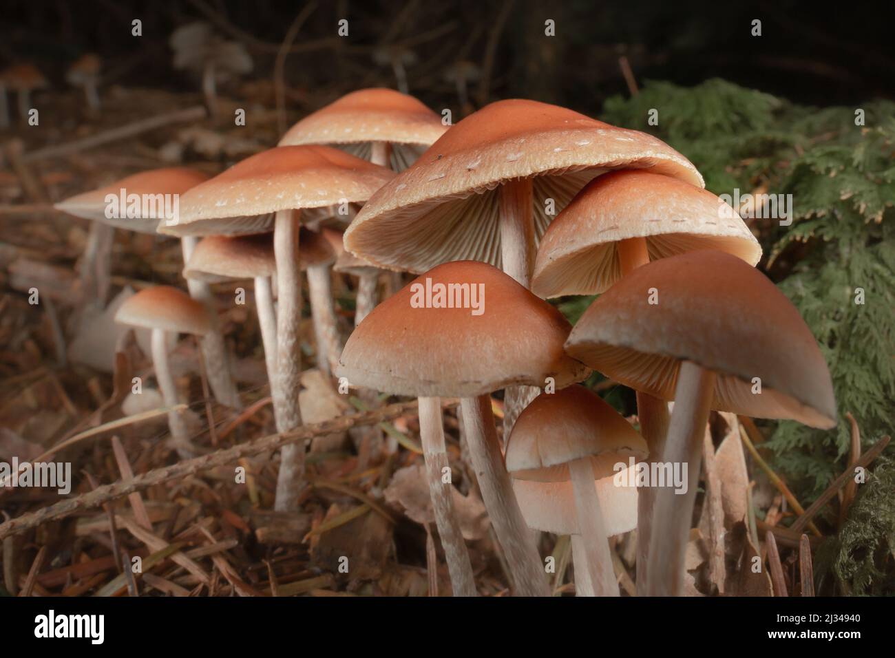 This group of fungi grow up through the pine leaf litter of the Great ...