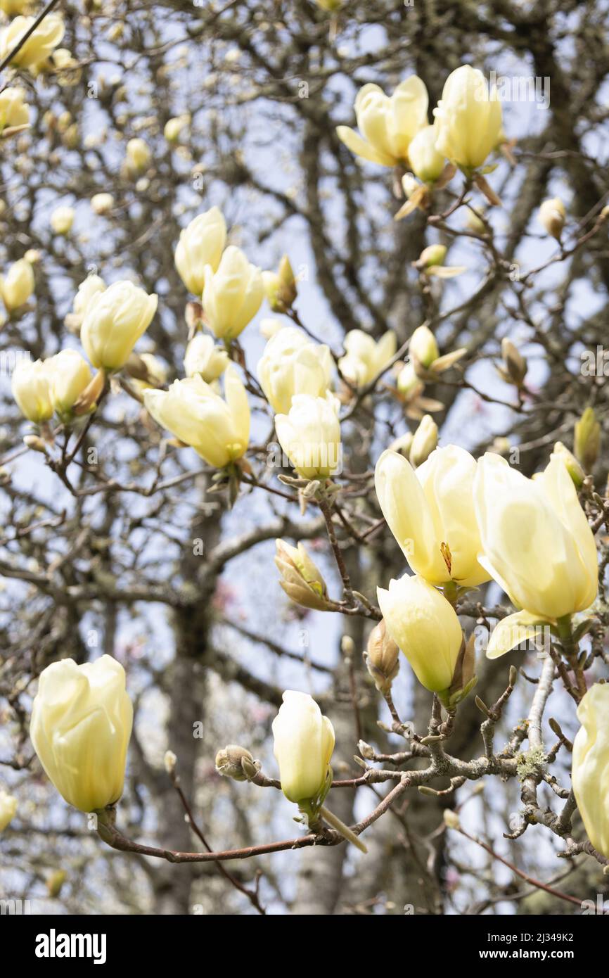 Yellow flowering magnolia 'Elizabeth' tree Stock Photo - Alamy