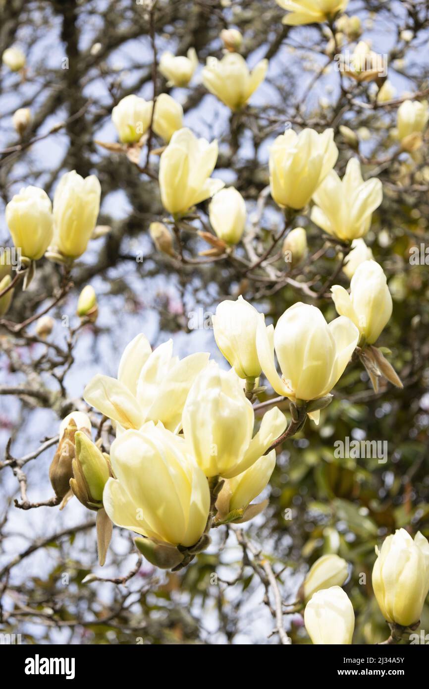 Yellow flowering magnolia 'Elizabeth' tree Stock Photo - Alamy