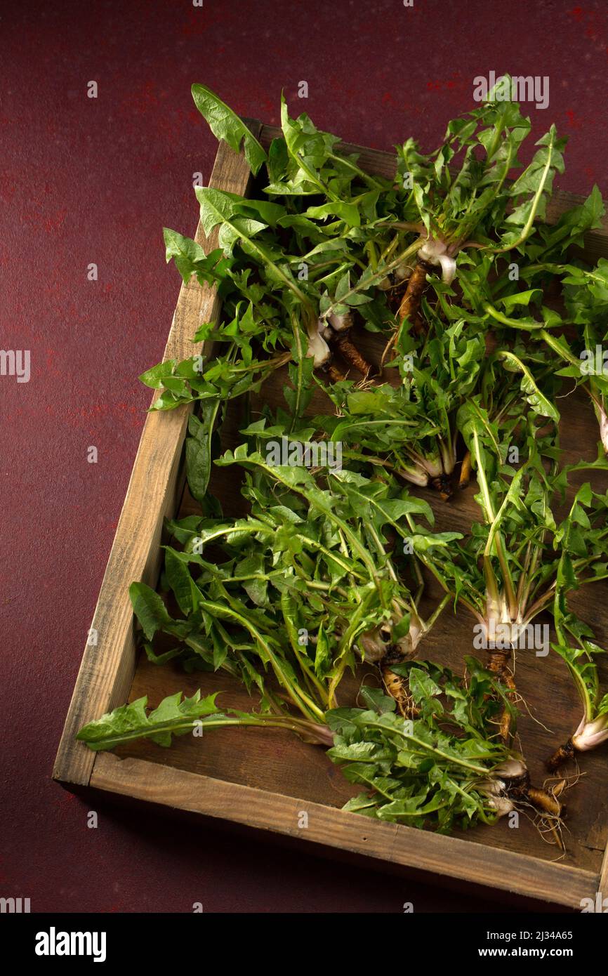 Fresh dandelion greens for spring vitamin salad Stock Photo - Alamy