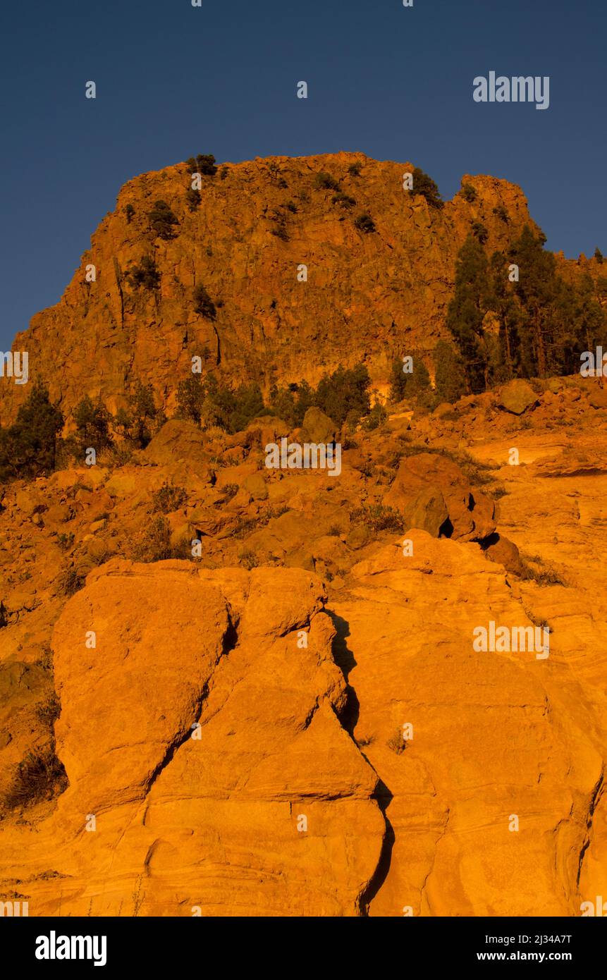 Rocky cliff and Canary island pines Pinus canariensis. Vilaflor ...