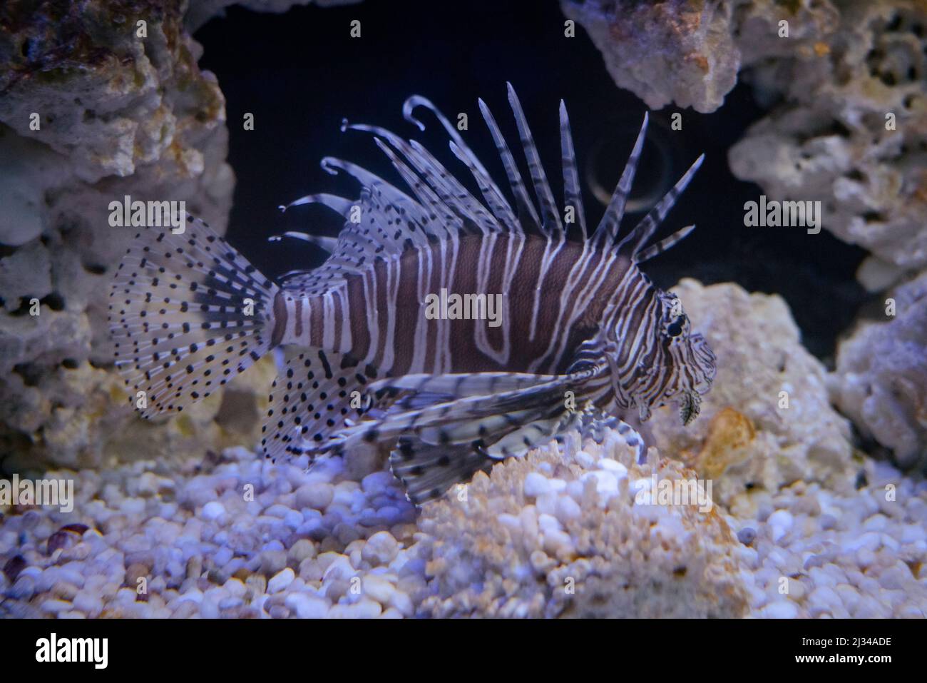 Lion Fish in a Salt Water Aquarium, an invasive species in the Atlantic ...