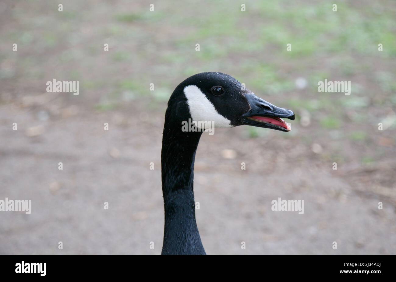 A close up picture of a Canadian Goose Stock Photo - Alamy