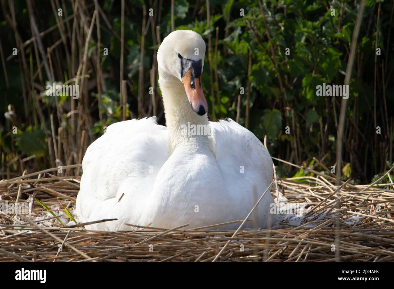 a female Mute Swan (Cygnus olor) sitting on a nest in the spring sunshine Stock Photo - Alamy