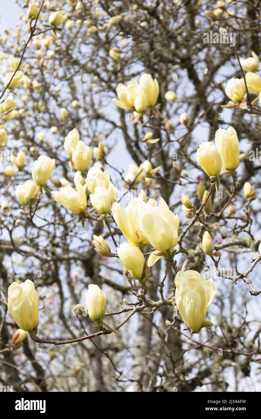 Yellow flowering magnolia 'Elizabeth' tree Stock Photo - Alamy