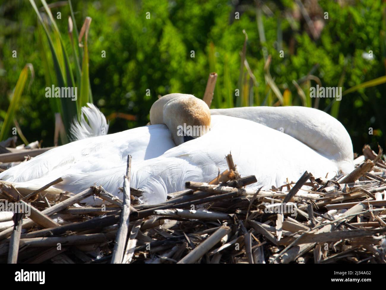 a female Mute Swan (Cygnus olor) sleeping while sitting on a nest in the spring sunshine Stock ...