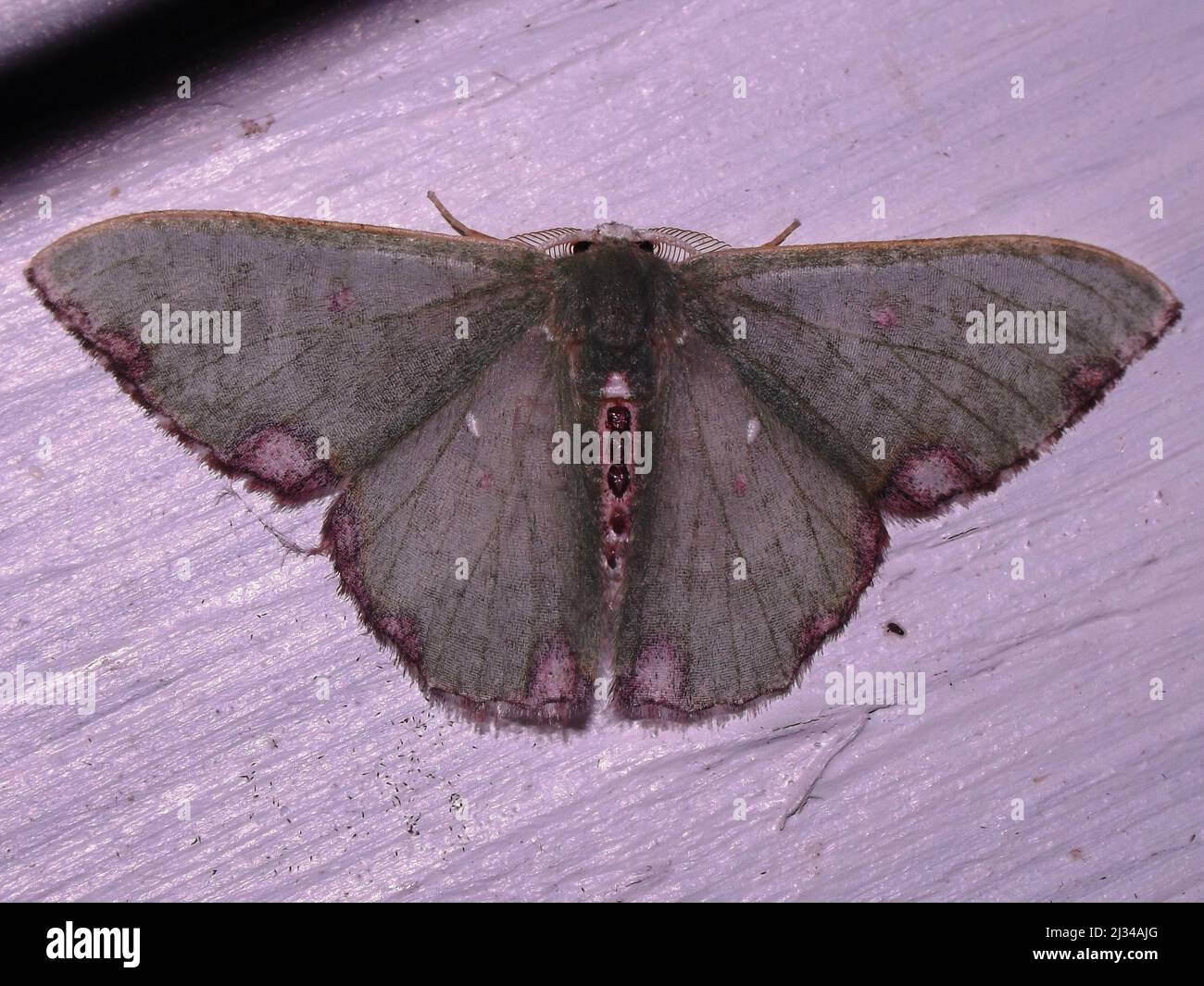 a pale green with four dots Geometer moth (family Geometridae) isolated ...