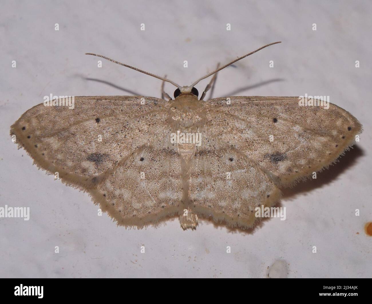 a pale with black dots Geometer moth (family Geometridae) isolated on a ...