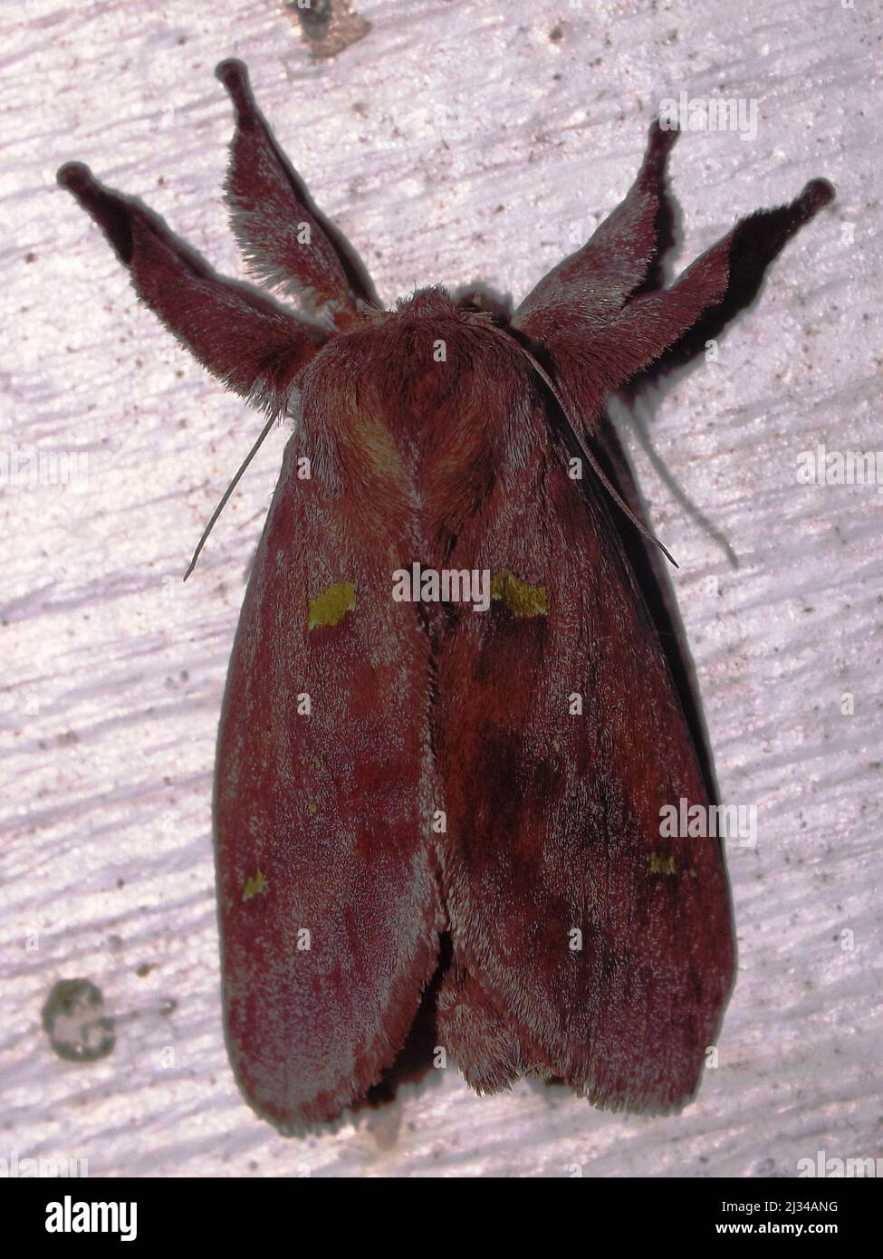 a top view of a hairy Prominent moth (family Notodontidae) isolated on ...