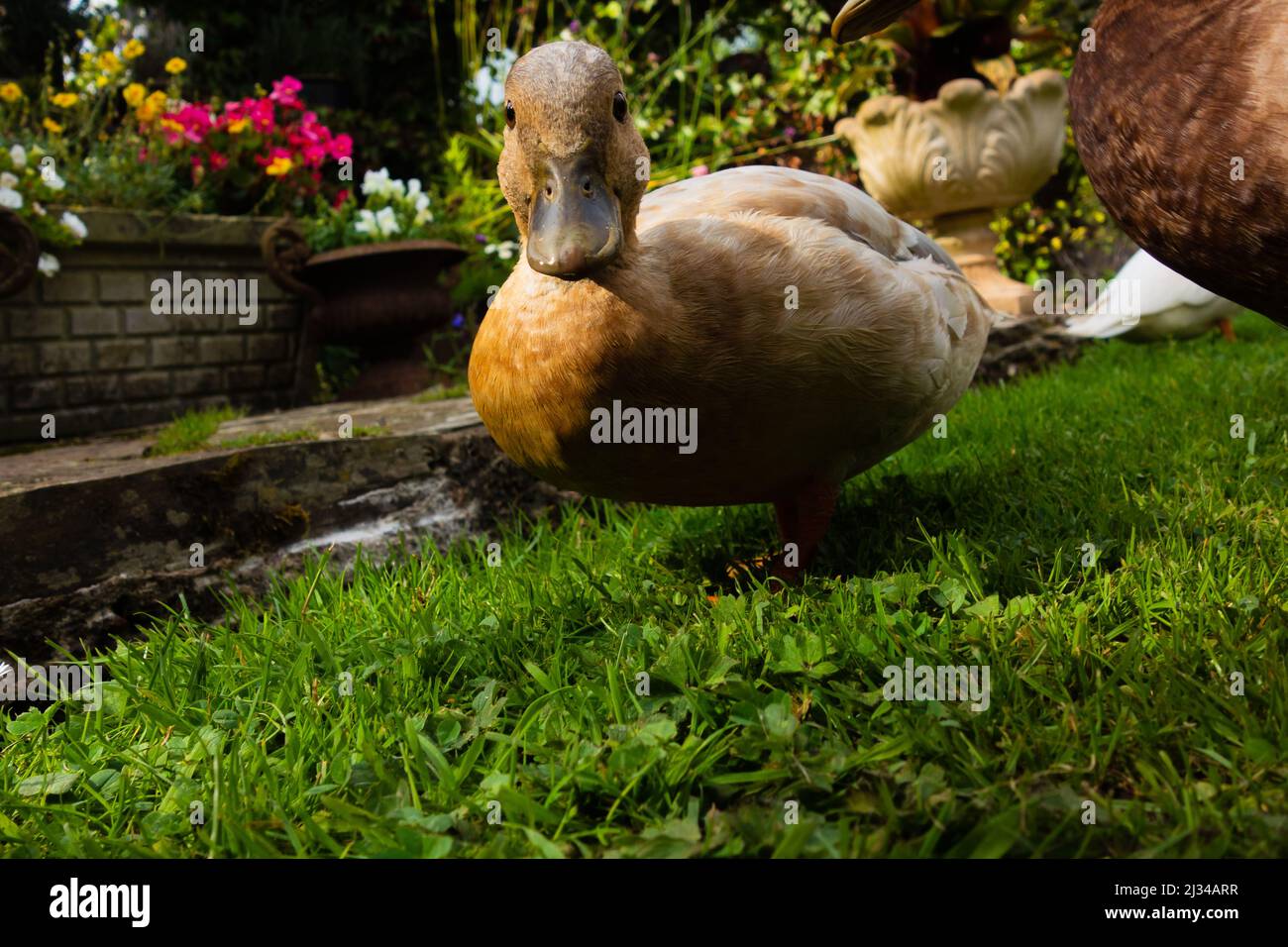 a typically bucolic English garden with lawns, a duck and flower ...