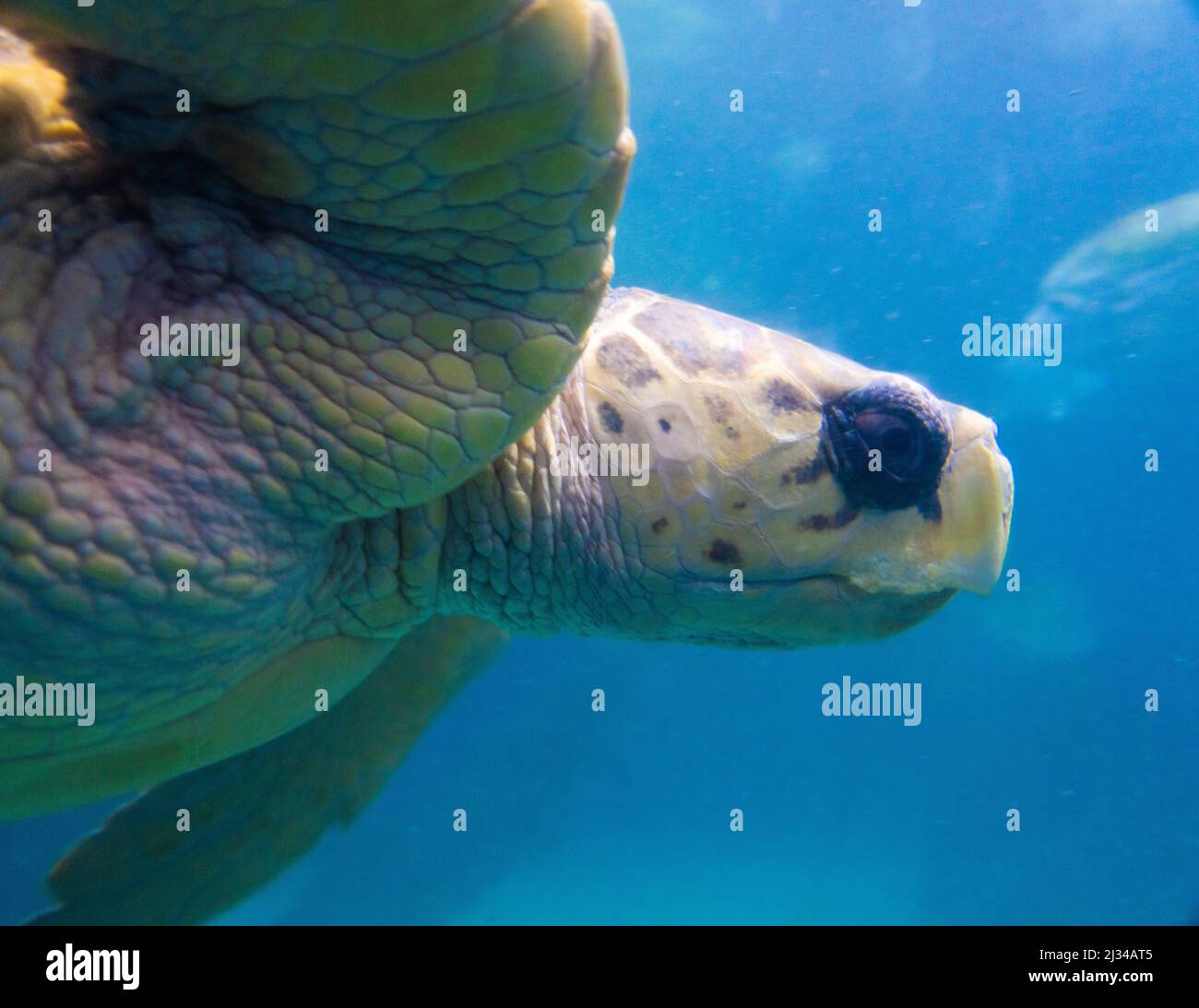 View of sea turtle, swiming in a large salt water aquirium Stock Photo ...