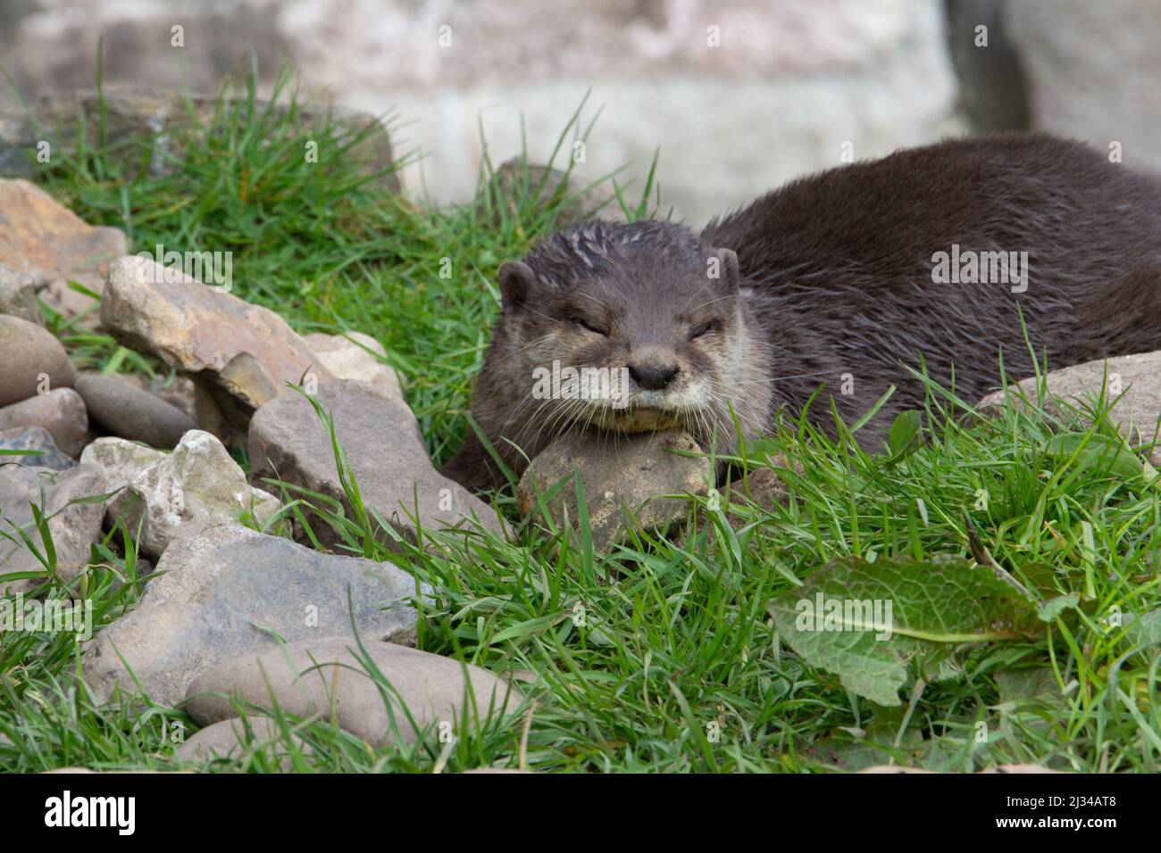 Asian small-clawed otter (Amblonyx cinerea) sleeping with head on a ...