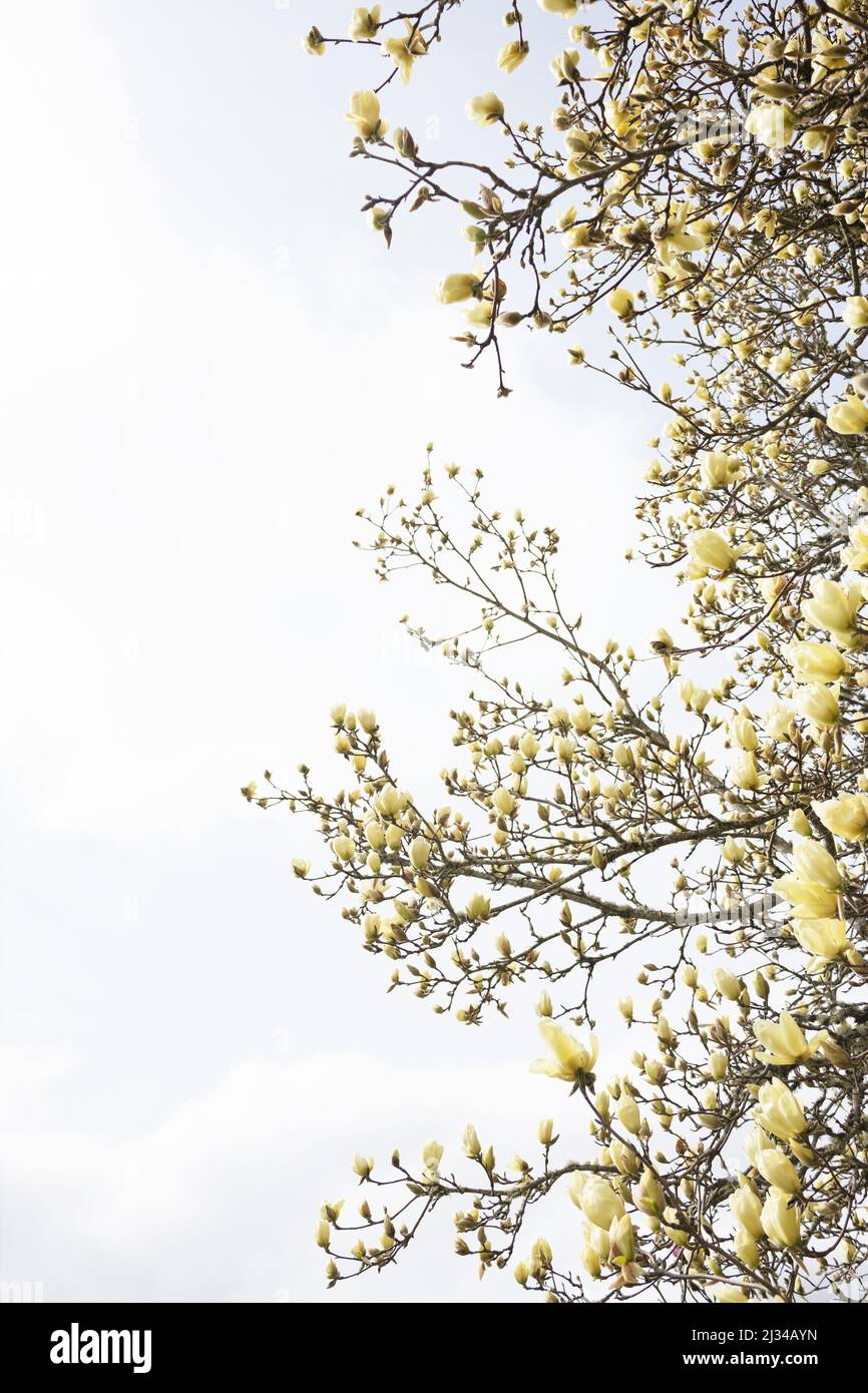 Yellow flowering magnolia 'Elizabeth' tree Stock Photo - Alamy