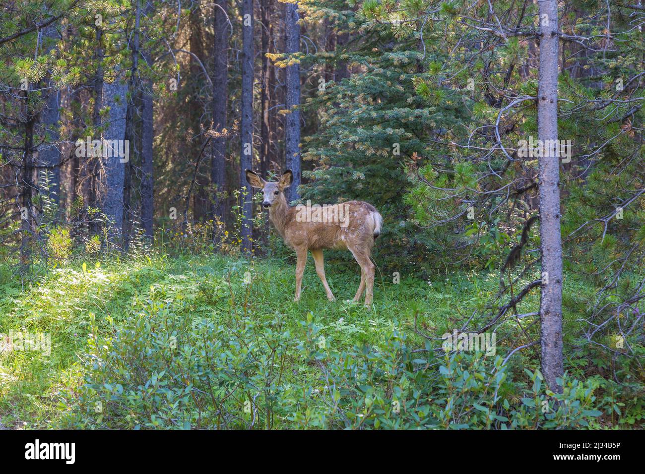 Jasper national park scenery animal hi-res stock photography and images ...
