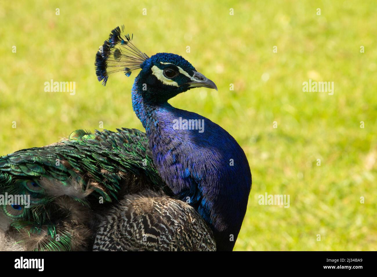 Blue peafowl (Pavo cristatus) profile of a male blue peafowl with ...