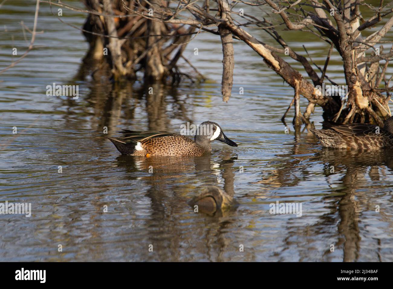 Blue-winged teal (Spatula discors) blue winged teal duck swimming with ...