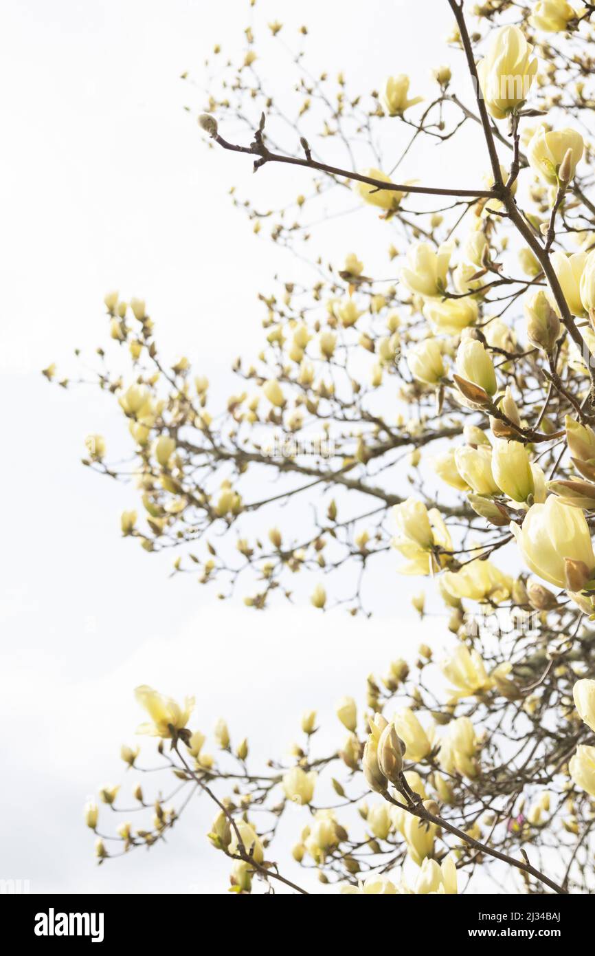 Yellow flowering magnolia 'Elizabeth' tree Stock Photo - Alamy