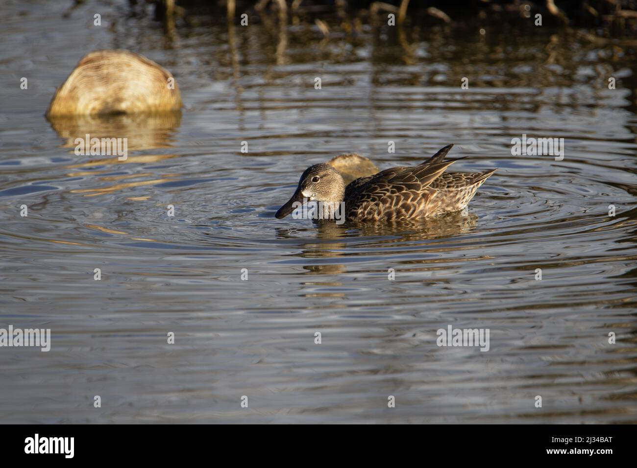 Blue-winged teal (Spatula discors) blue winged teal duck swimming with ...