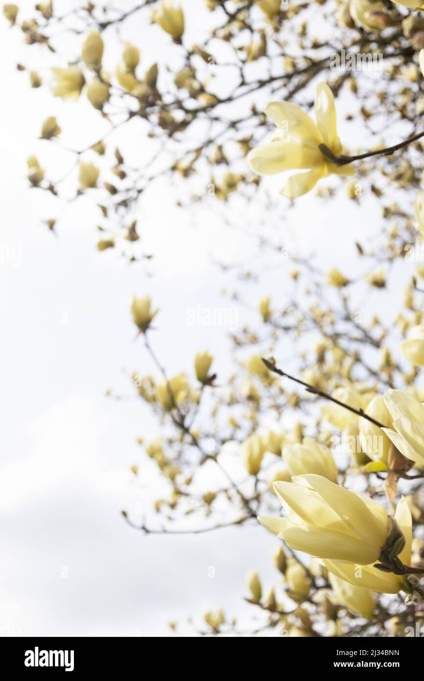 Yellow flowering magnolia 'Elizabeth' tree Stock Photo - Alamy