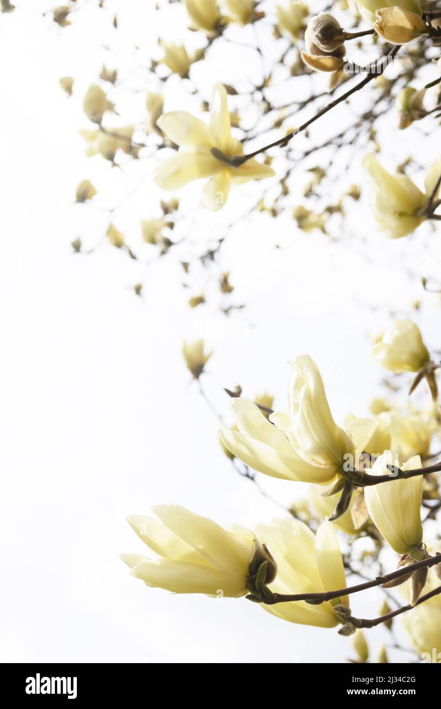 Yellow flowering magnolia 'Elizabeth' tree Stock Photo - Alamy