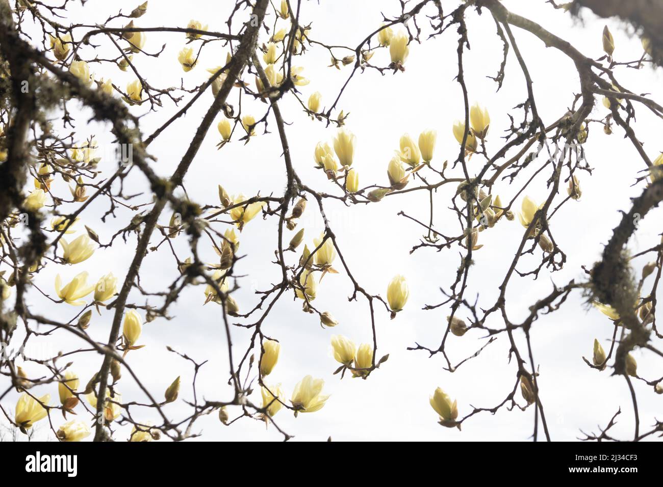 Yellow flowering magnolia 'Elizabeth' tree Stock Photo - Alamy