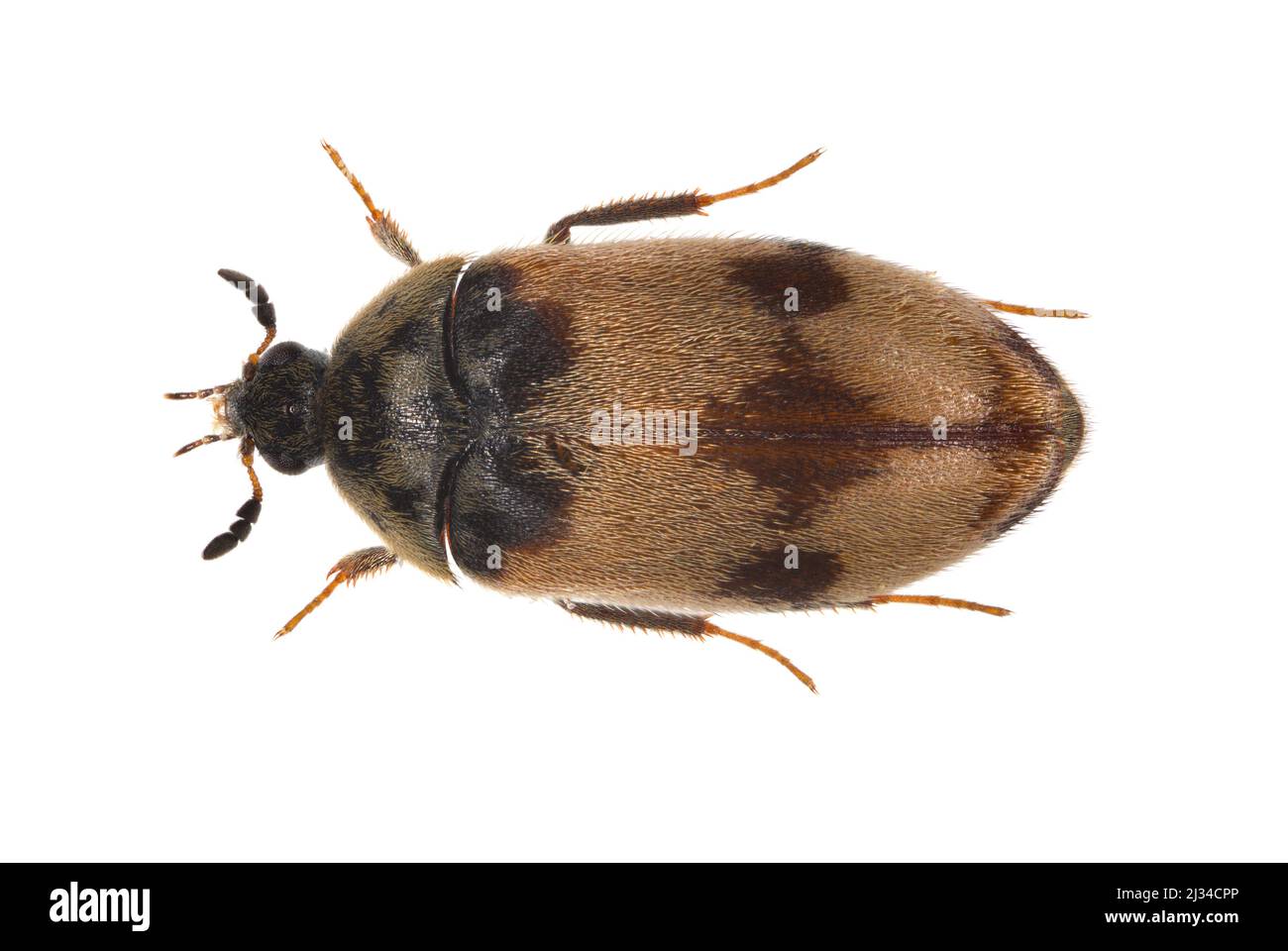 Attagenus bifasciatus from the family Dermestidae a skin beetles ...