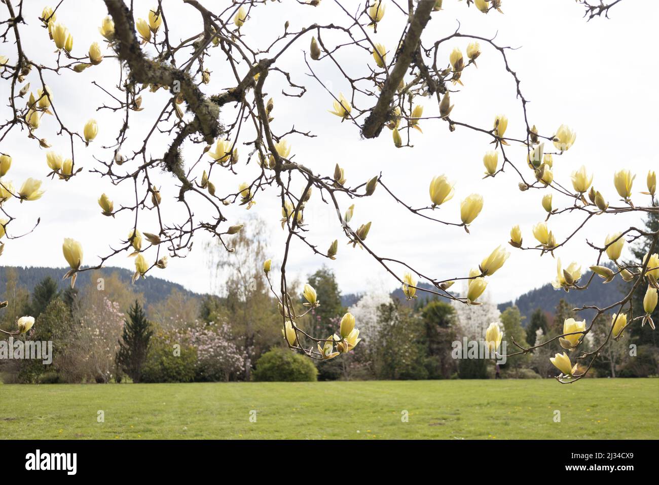 Yellow flowering magnolia 'Elizabeth' tree Stock Photo - Alamy