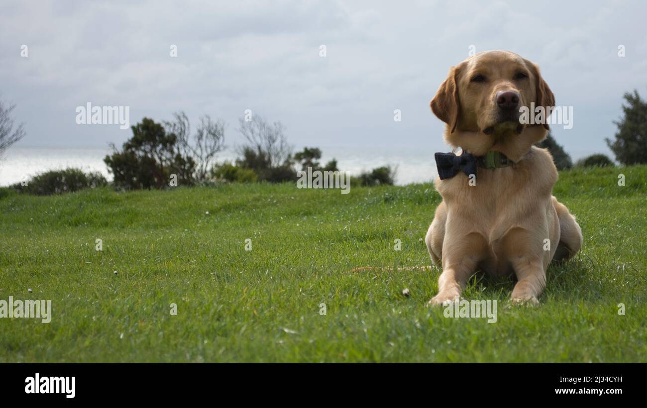 A smartly dressed, bow tie wearing labrador retriever doing a down pose ...