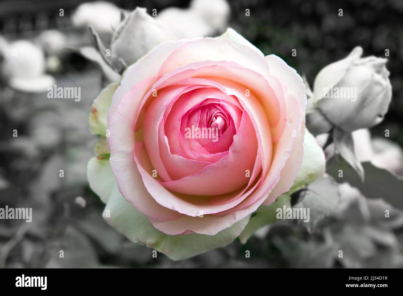 Elegant light pink rose close up in grayscale background Stock Photo ...