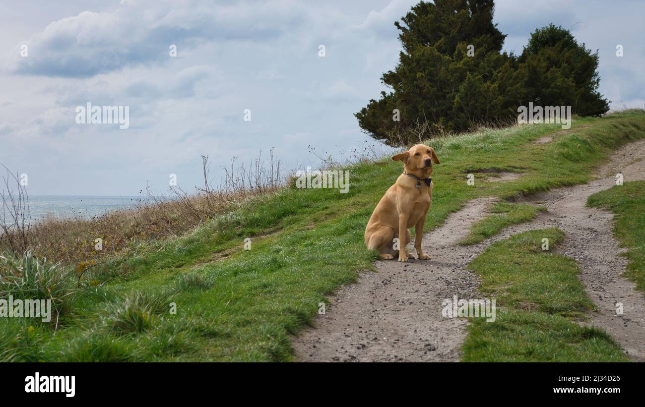 A fun loving fox red labrador retriever posing for a picture on its way ...