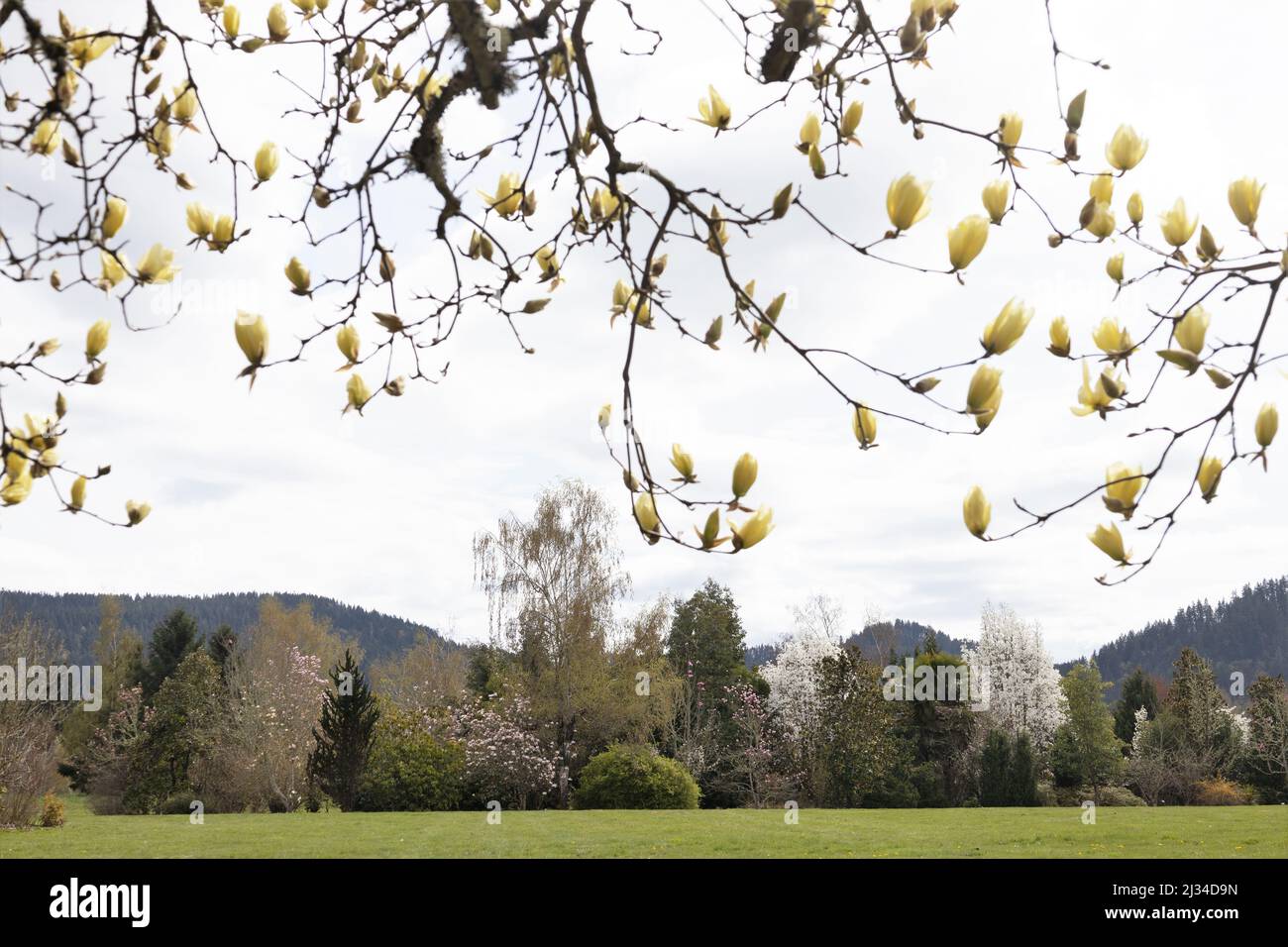 Yellow flowering magnolia 'Elizabeth' tree Stock Photo - Alamy